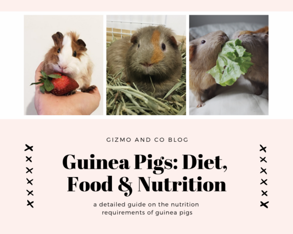 Guinea Pig: Diet, Food & Nutrition - Gizmo & Co