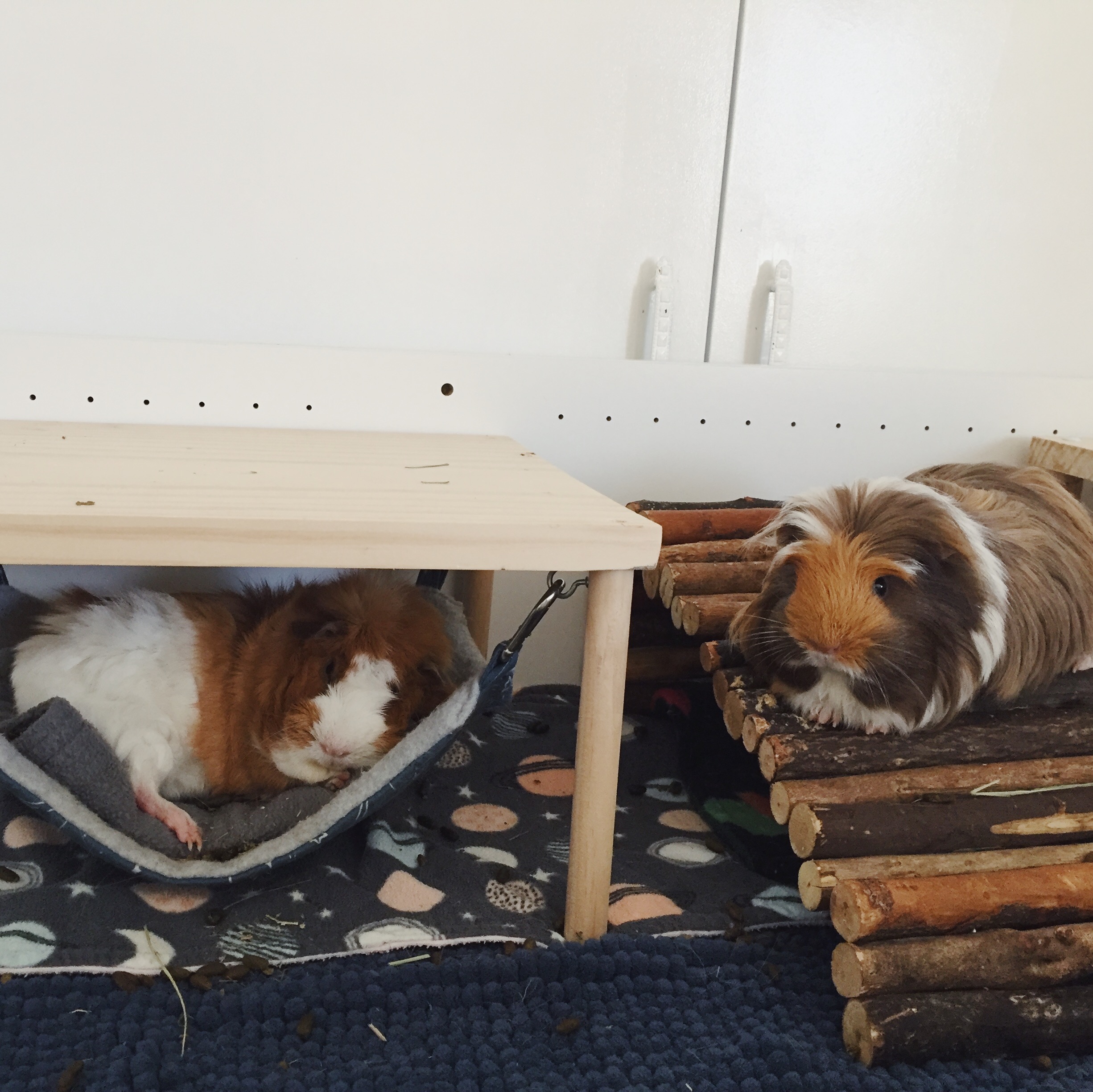 Guinea Pigs: Cage Set Up & Recommendations - Gizmo & Co