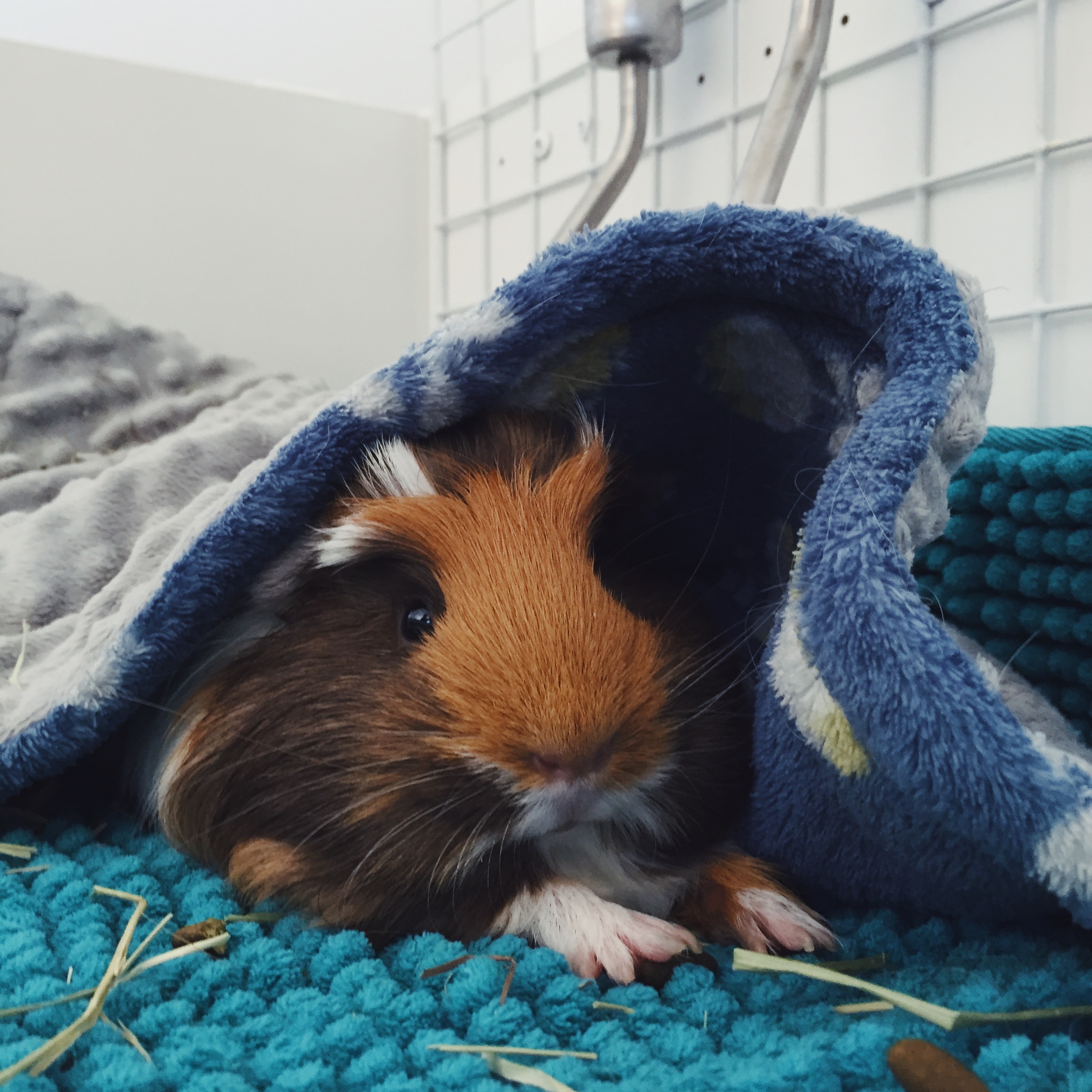 Guinea Pigs: Cage Set Up & Recommendations - Gizmo & Co